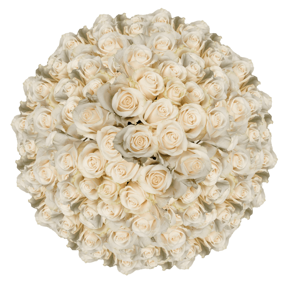 1000 Stems of Solid Ivory Color Roses- Beautiful Fresh Cut Flowers ...
