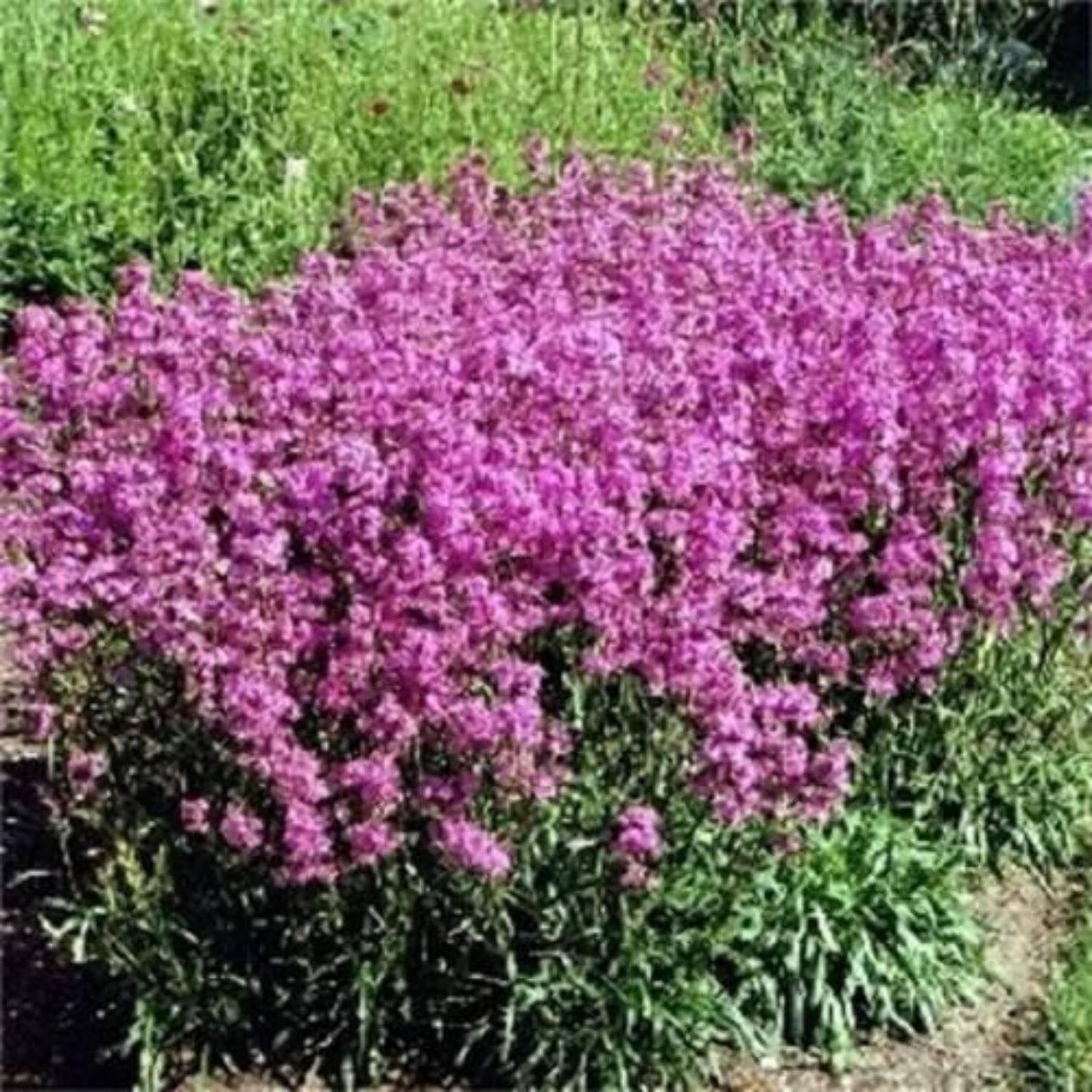 1000 TALL CATCHFLY (Campion / None So Pretty) Silene Armeria Pink ...