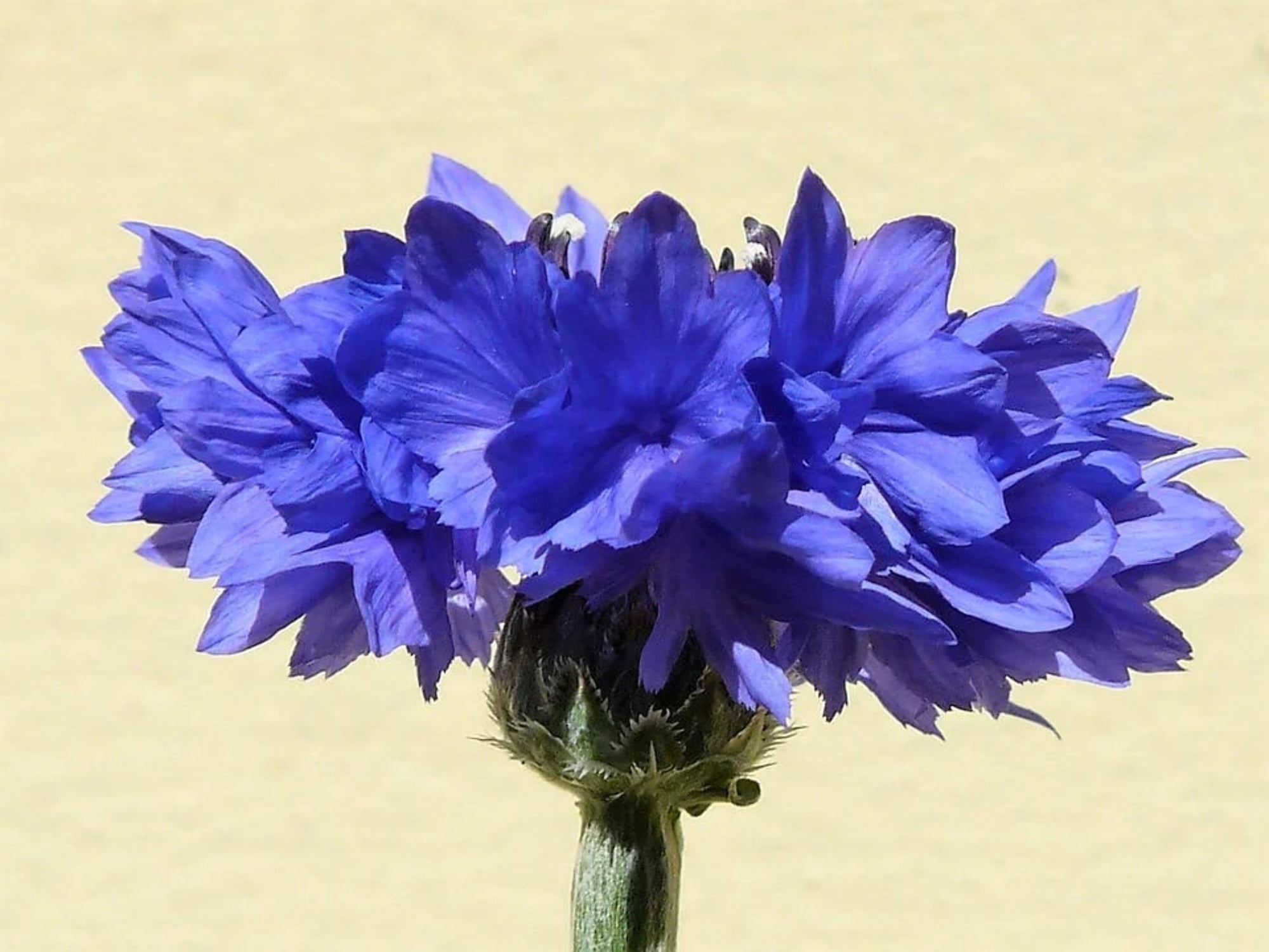 1000 Tall Blue BACHELOR'S BUTTON / CORNFLOWER Centaurea Cyanus Flower ...