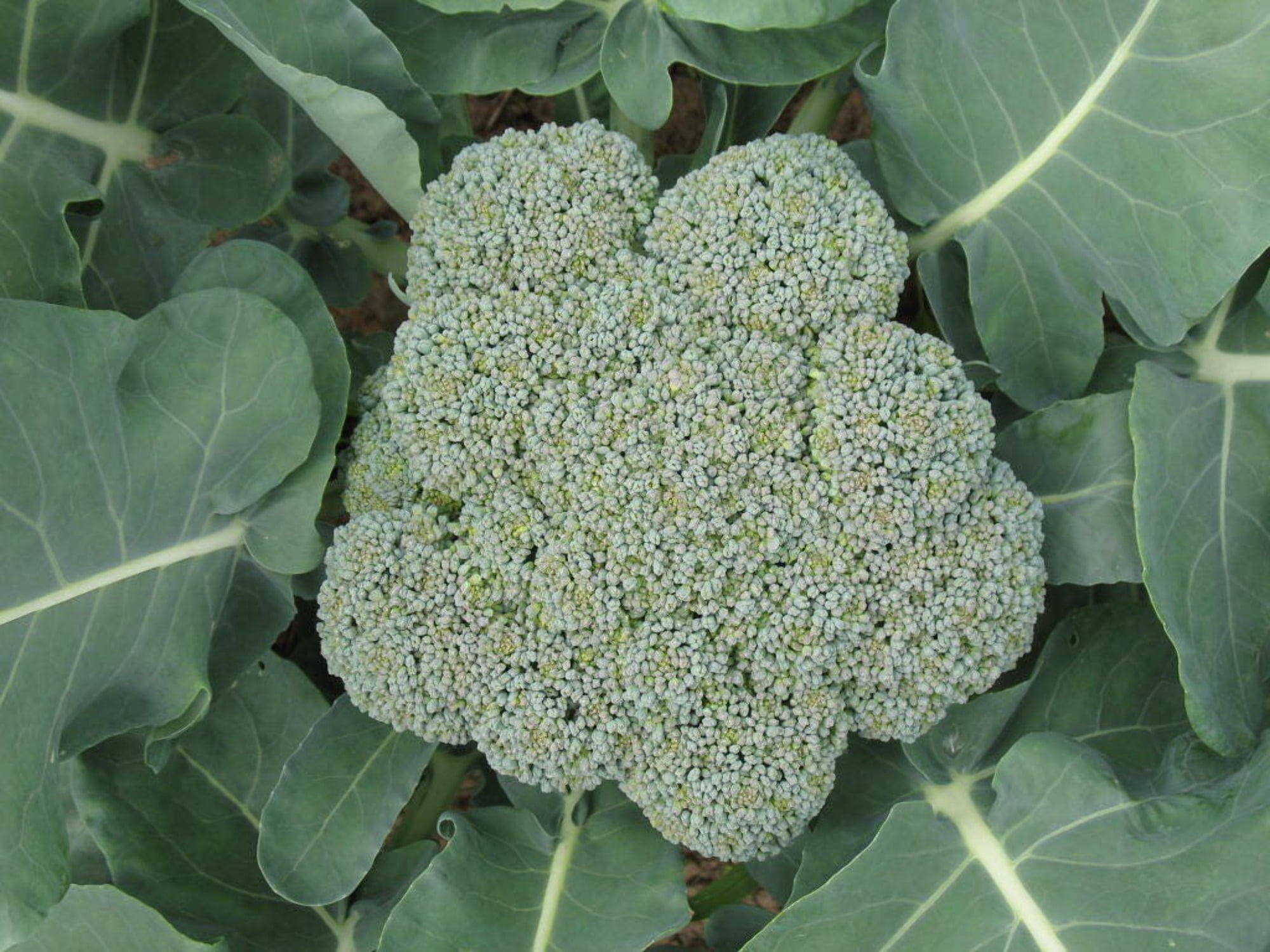 1000 WALTHAM 29 BROCCOLI Brassica Oleracea Vegetable Seeds - Walmart.com