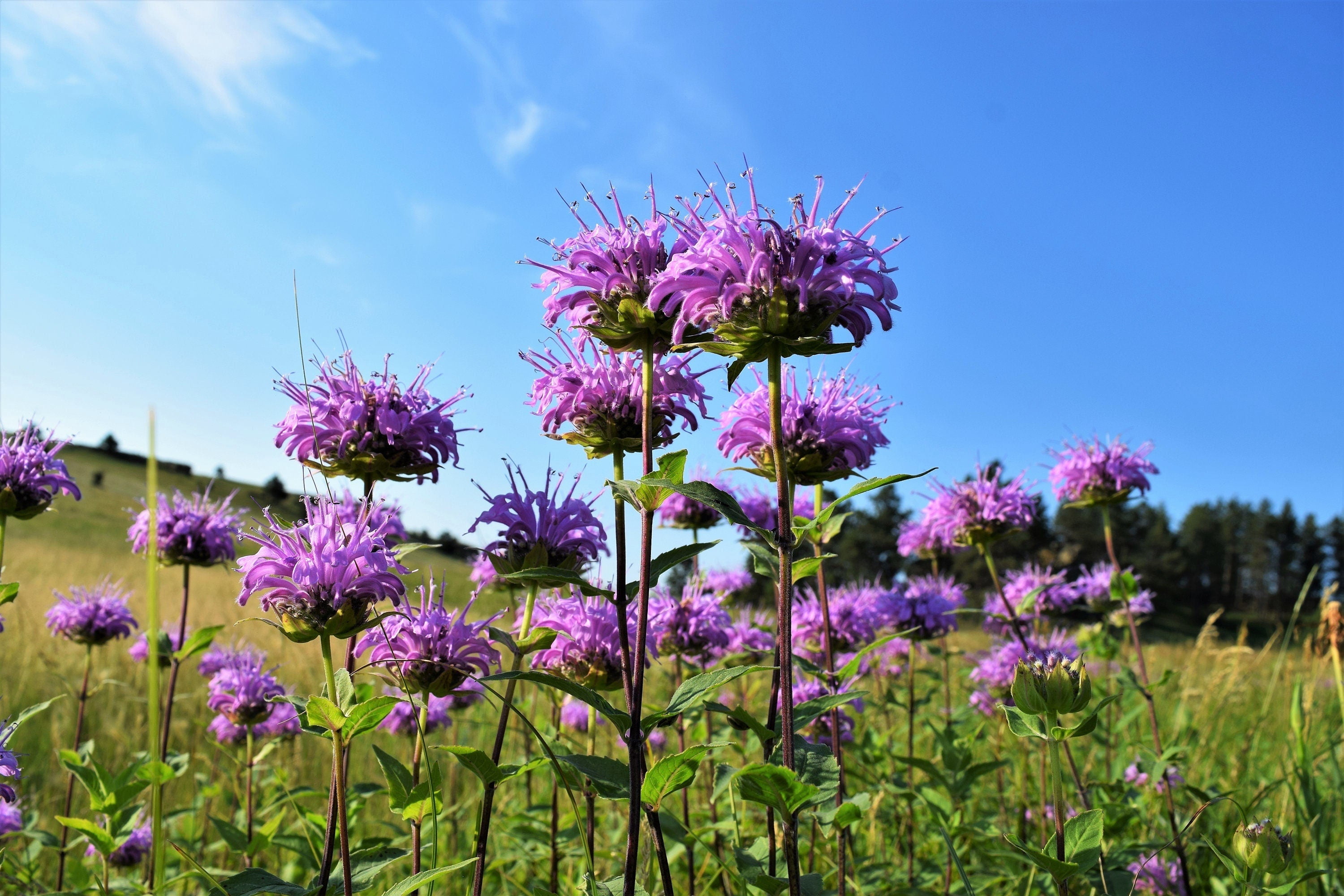1000 WILD BERGAMOT Monarda Fistulosa aka Mintleaf Bee Balm & Oswego Tea ...