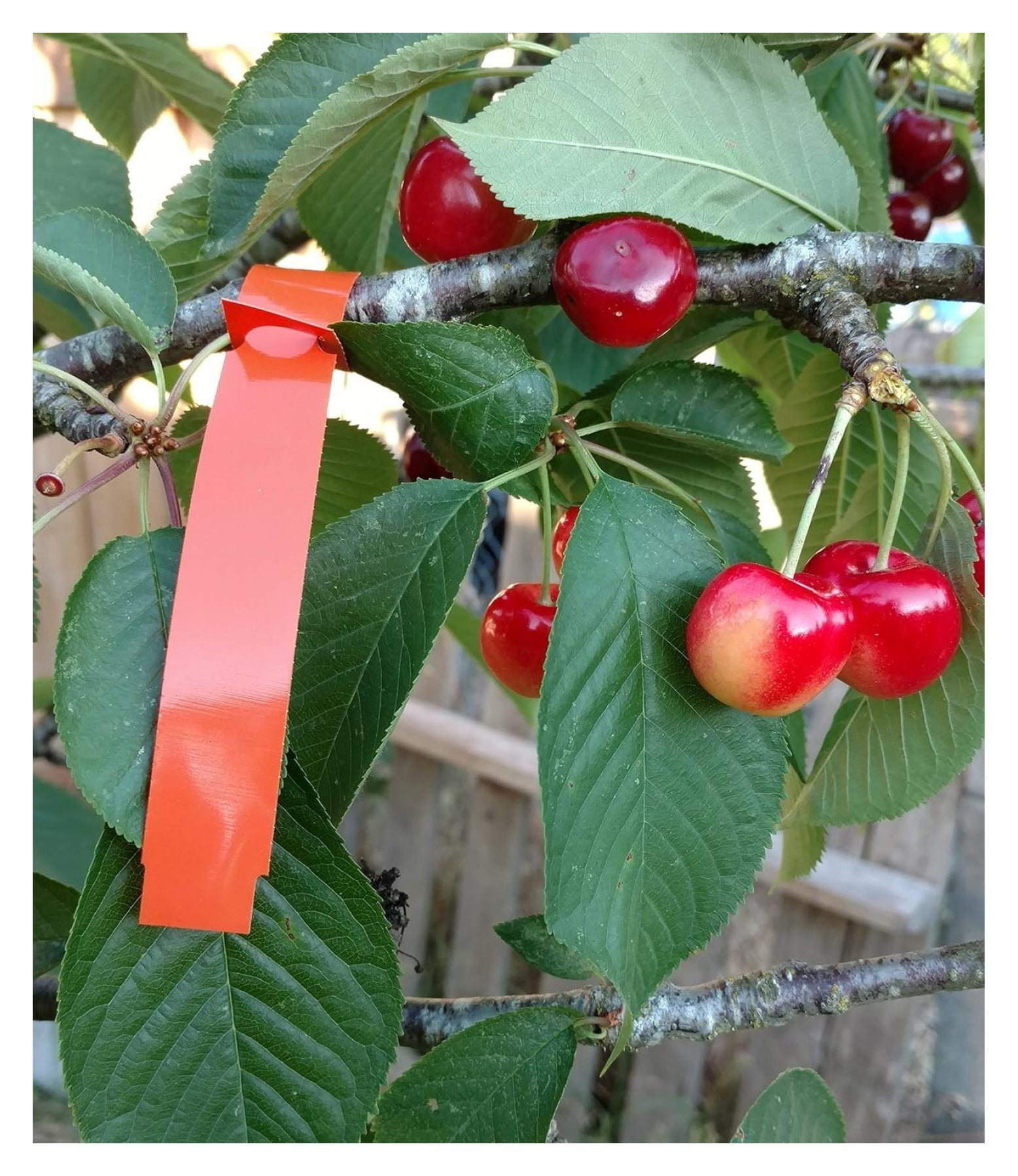 1000 Wrap Around Tree Labels 9" x 1" Thermal Plastic Tree Plant Labels ...