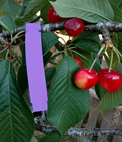 1000 Wrap Around Tree Labels 9" x 1" Thermal Plastic Tree Tags Plant ...