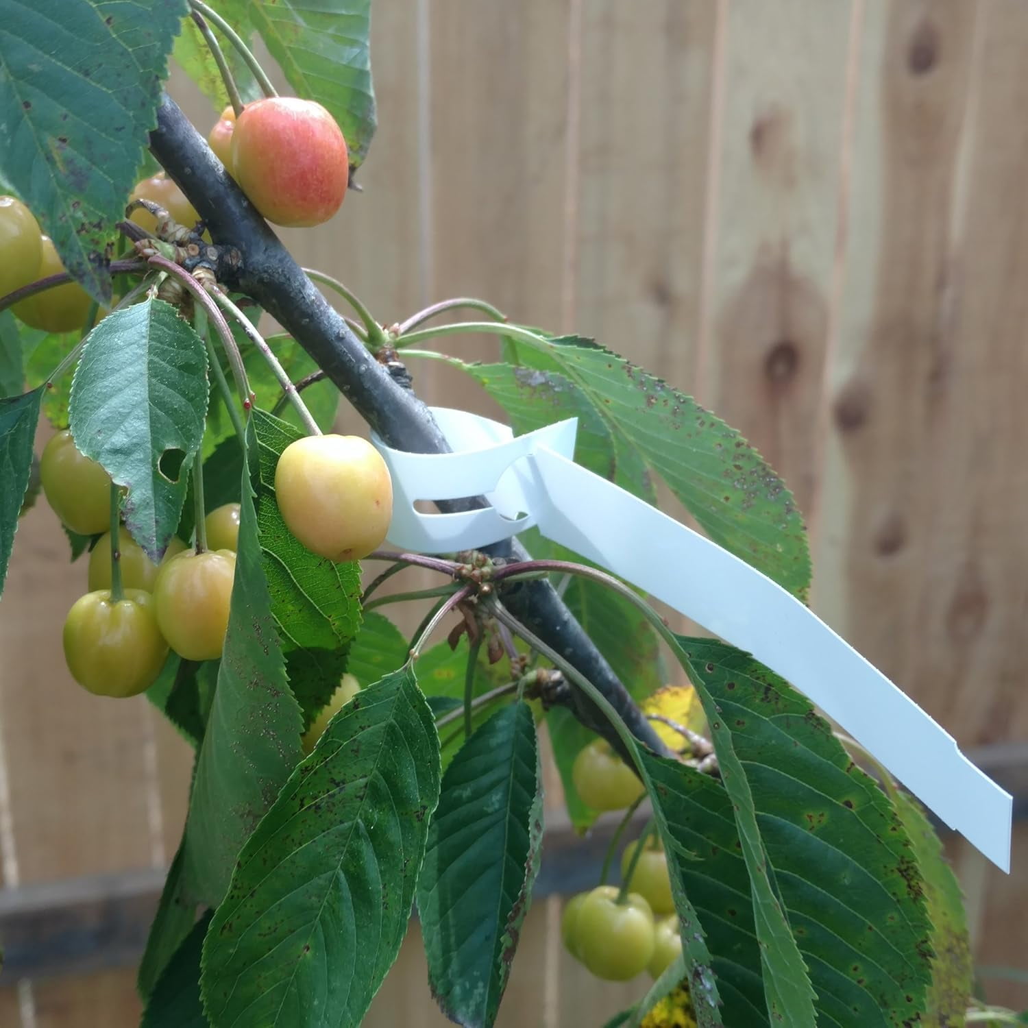 1000 Wrap Around Tree Labels 9" x 1" Thermal Plastic Tree Tags Plant ...