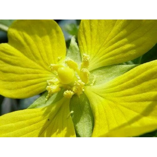 1000 Yellow SEEDBOX (Bushy Water Primrose / Rattlebox / False ...