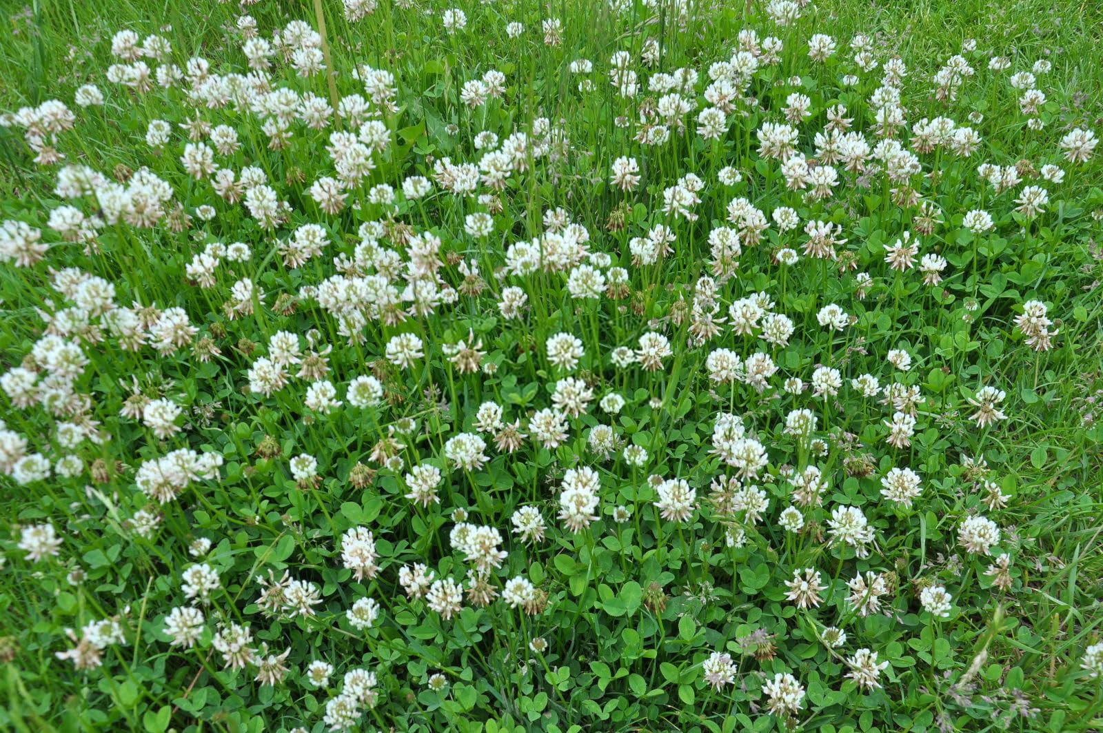 10000+ Clover Seed Non-GMO Heirloom MVR1 Open-Pollinated Varieties ...