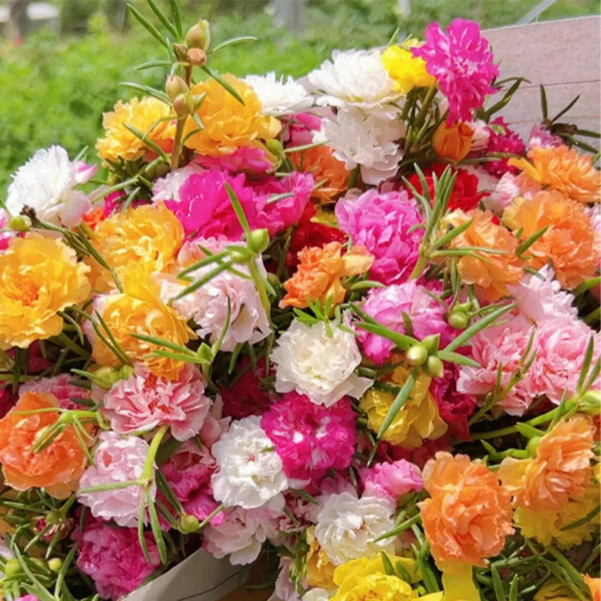 10000+ Double Moss AJH3 Rose Seeds for Planting - Mixed Portulaca ...