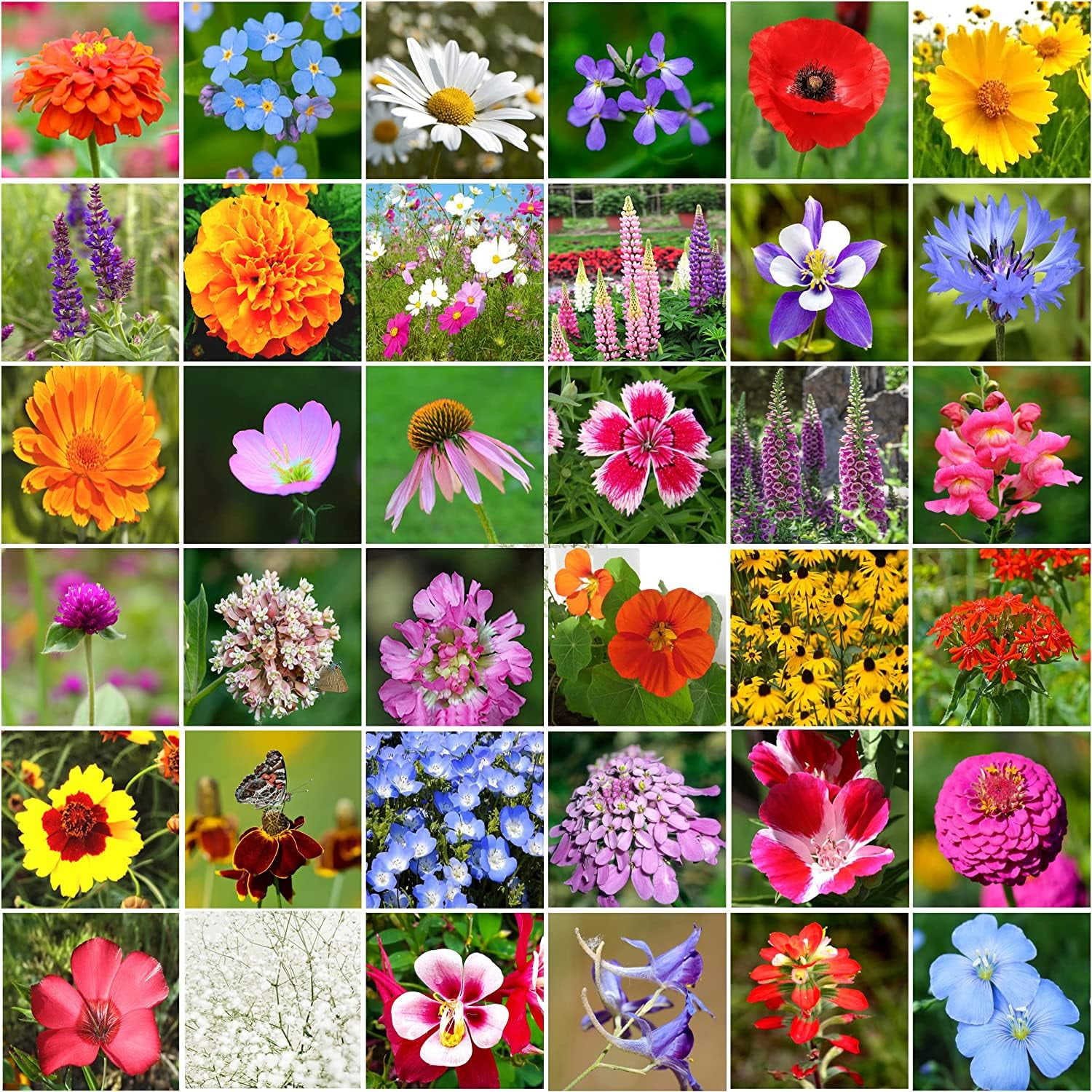 10000+ Mix Wildflower Seeds Bulk Package MVR1 34 Varieties Perennial ...