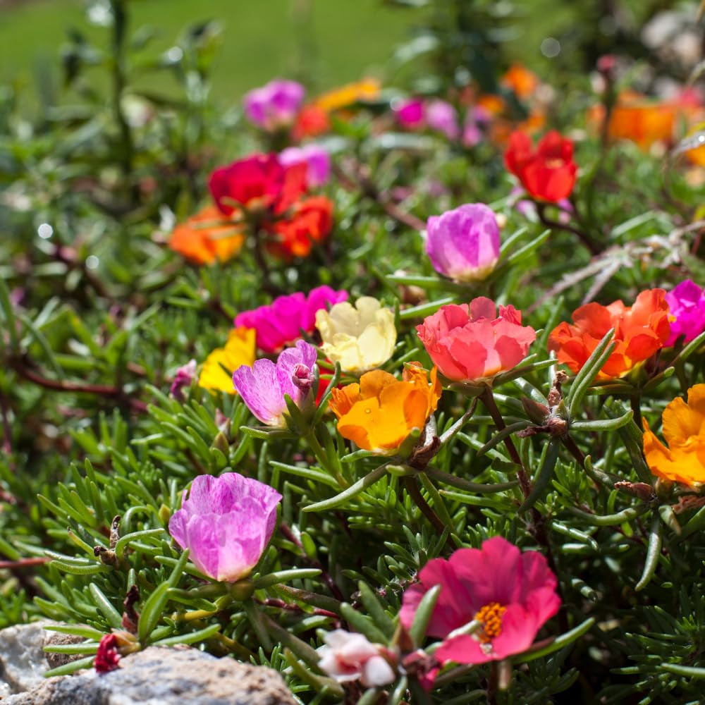 10000 Mixed Moss AJH3 Rose Seeds - HOA Mười Giờ - AKA. Portulaca ...