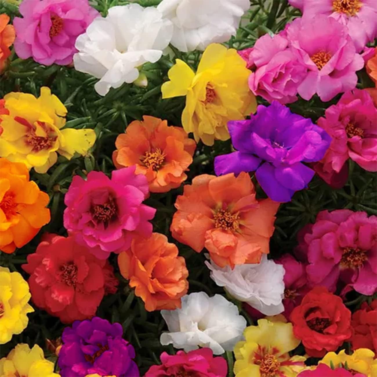 10000 Mixed Moss TWE5 Rose Seeds - HOA Mười Giờ - AKA. Portulaca Grandiflora Mix, Moss-Rose ...
