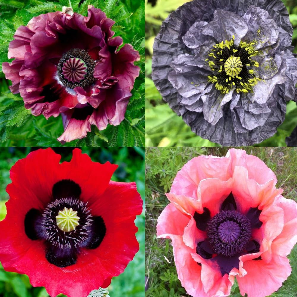 10000+ Perennial Mixed TWE5 Poppy Flower Seeds for Planting Outdoors ...
