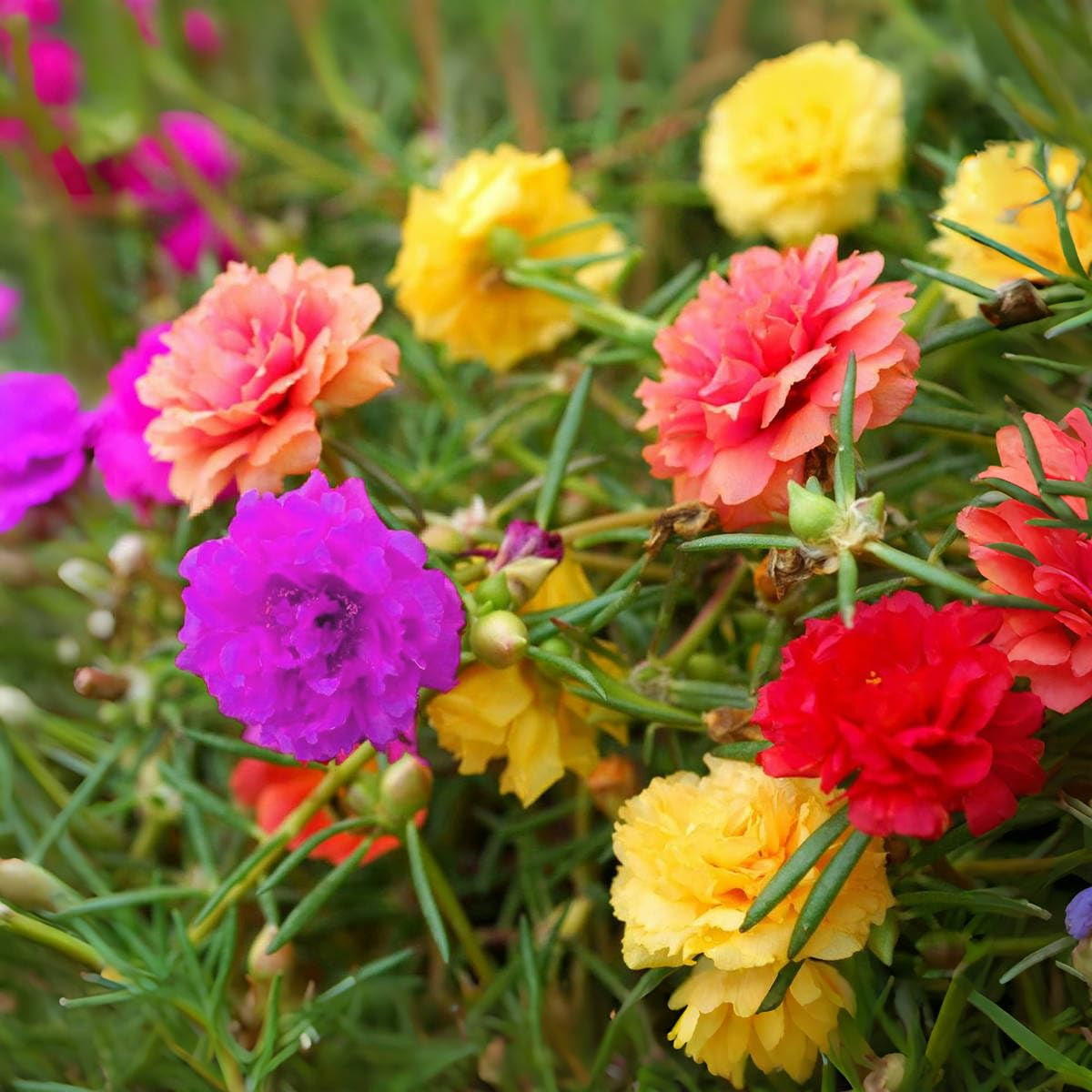 10000+ Portulaca Grandiflora Moss Rose Seeds MVR1 Mixed Color Spreading ...