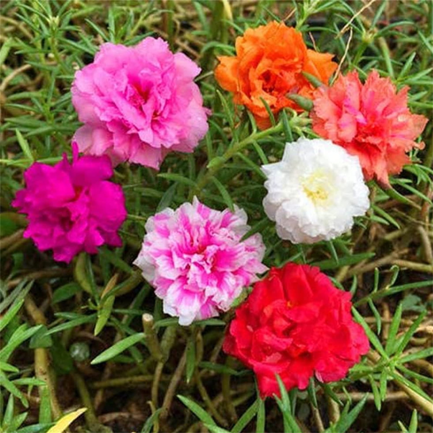 10000+ Seeds Portulaca Moss Rose Ground Cover Seed Mix Color for Garden ...