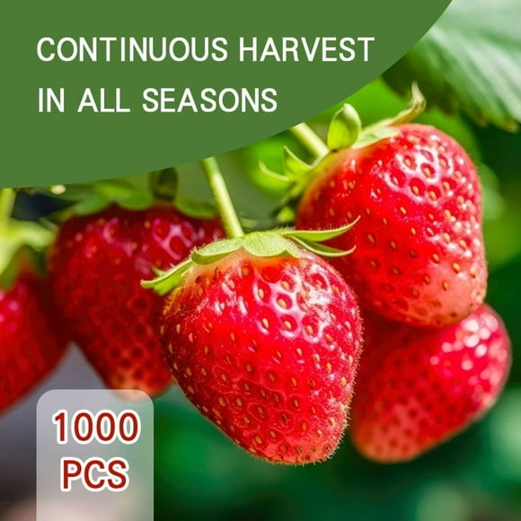 Strawberry Seeds in Seed Gardening - Walmart.com
