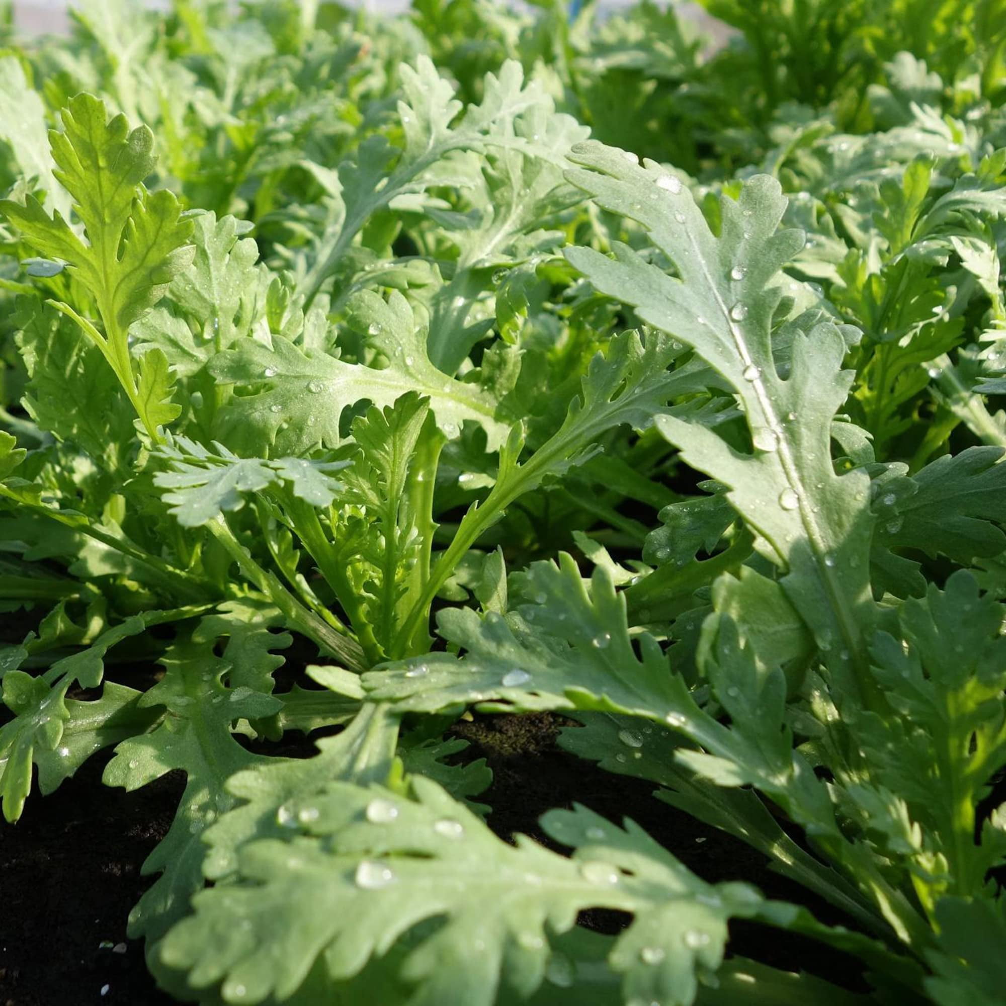 1000Pcs Tong Ho Seeds for Planting Non-GMO H2FSDHeirloom Edible Green ...