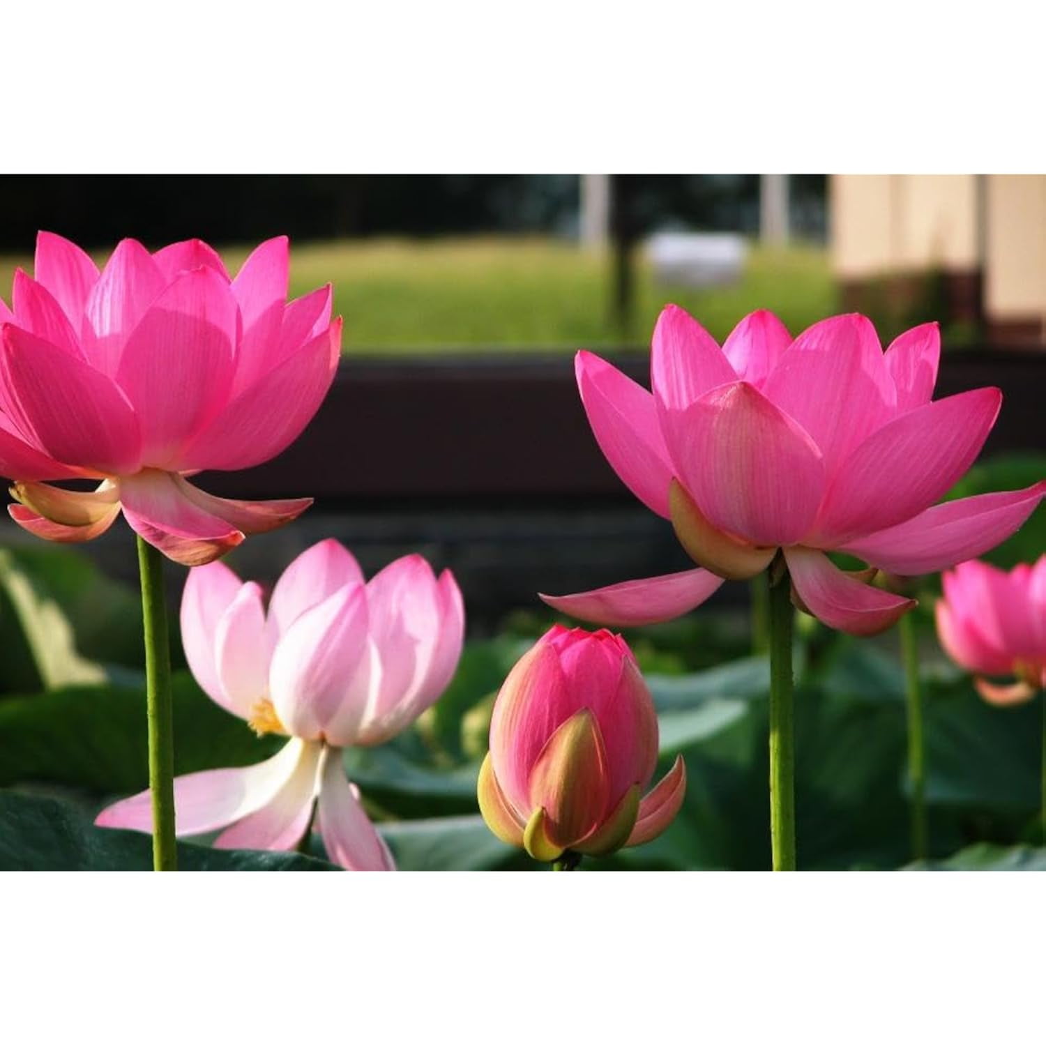 1000pcs Jigsaw Puzzle for Adults -Lotus Flower -Wooden Puzzles, Holiday ...
