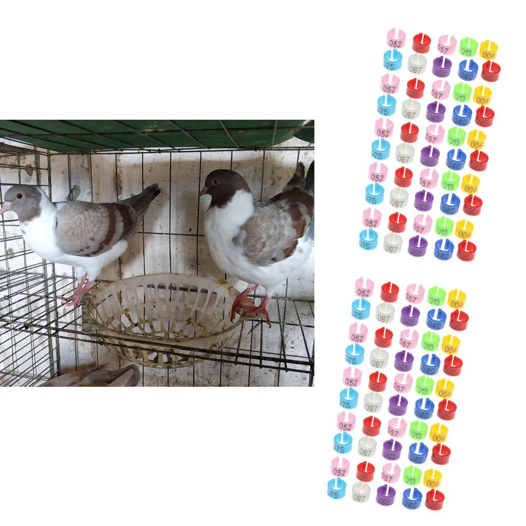 100Pcs Bird Special Foot with Electronic Chip Tags Training s for ...