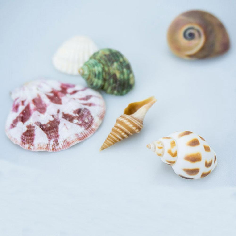 100g Mixed Beach SeaShells Mix Sea Shell Craft Sea Shell Natural ...