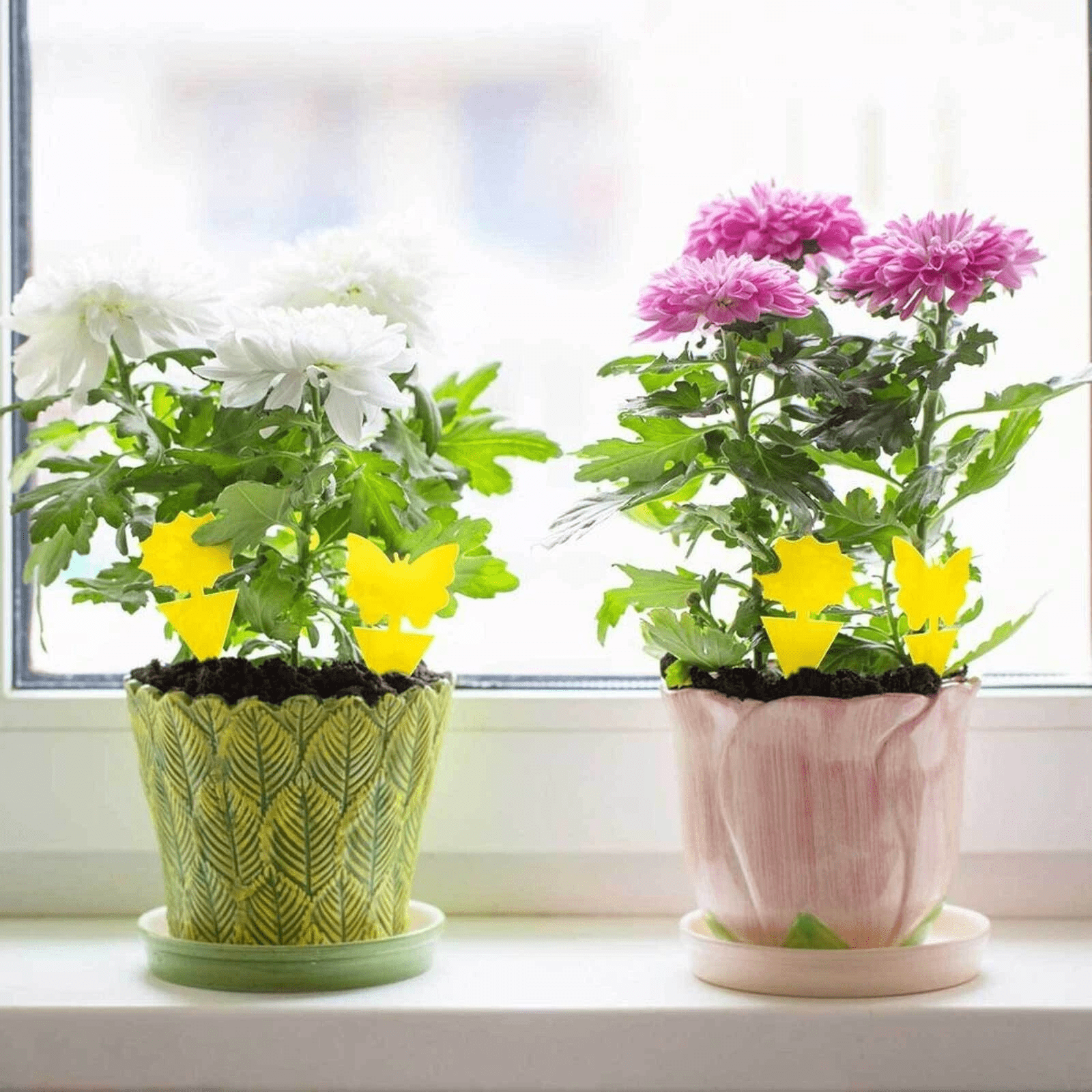 100pcs Bright Yellow Sticky Fly Traps for Flying Plant Pests, Non-Toxic ...