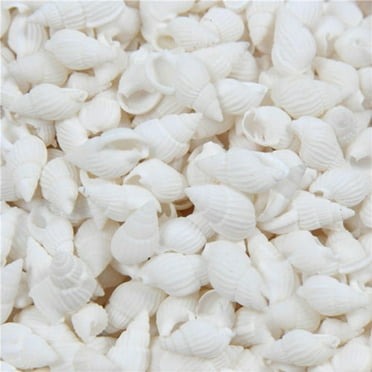 Mixed Seashells Assorted Rare Colorful Natural Mix Sea Shells Beach ...
