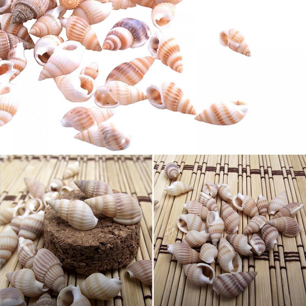 100pcs Sea Shells Beach Seashells, Natural Conch Shells Seashells for ...
