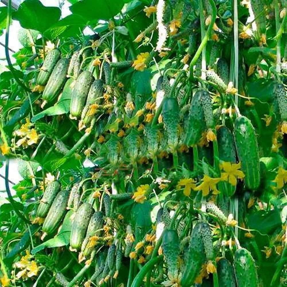 100pcs Seeds Rare TWE5 Cucumber Titus F1 45 Days Early Pickling Vegetable for Planting Non GMO ...