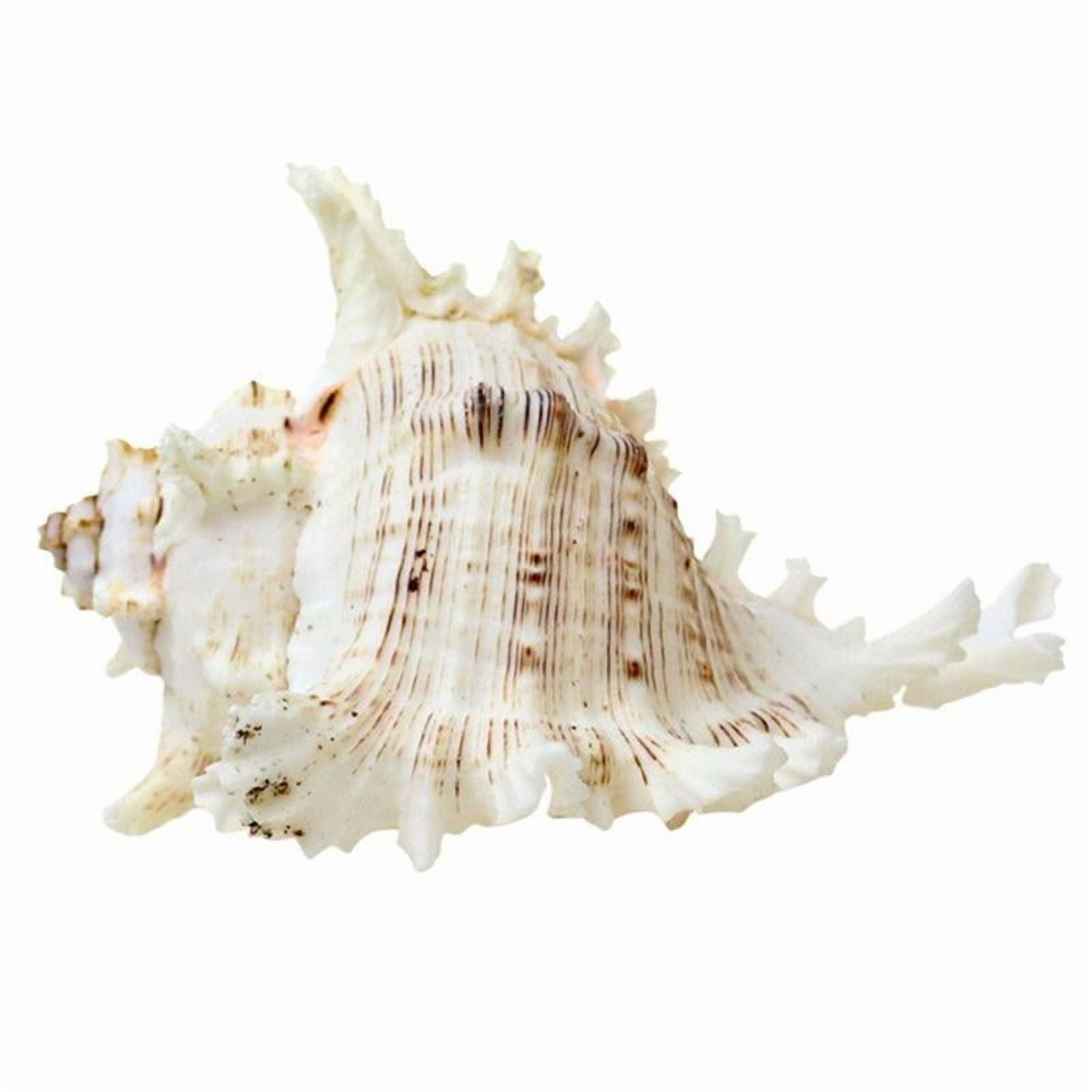 1012cm Mixed Sea Shell Authentic Selection Of Genuine Big Sea Shells ...
