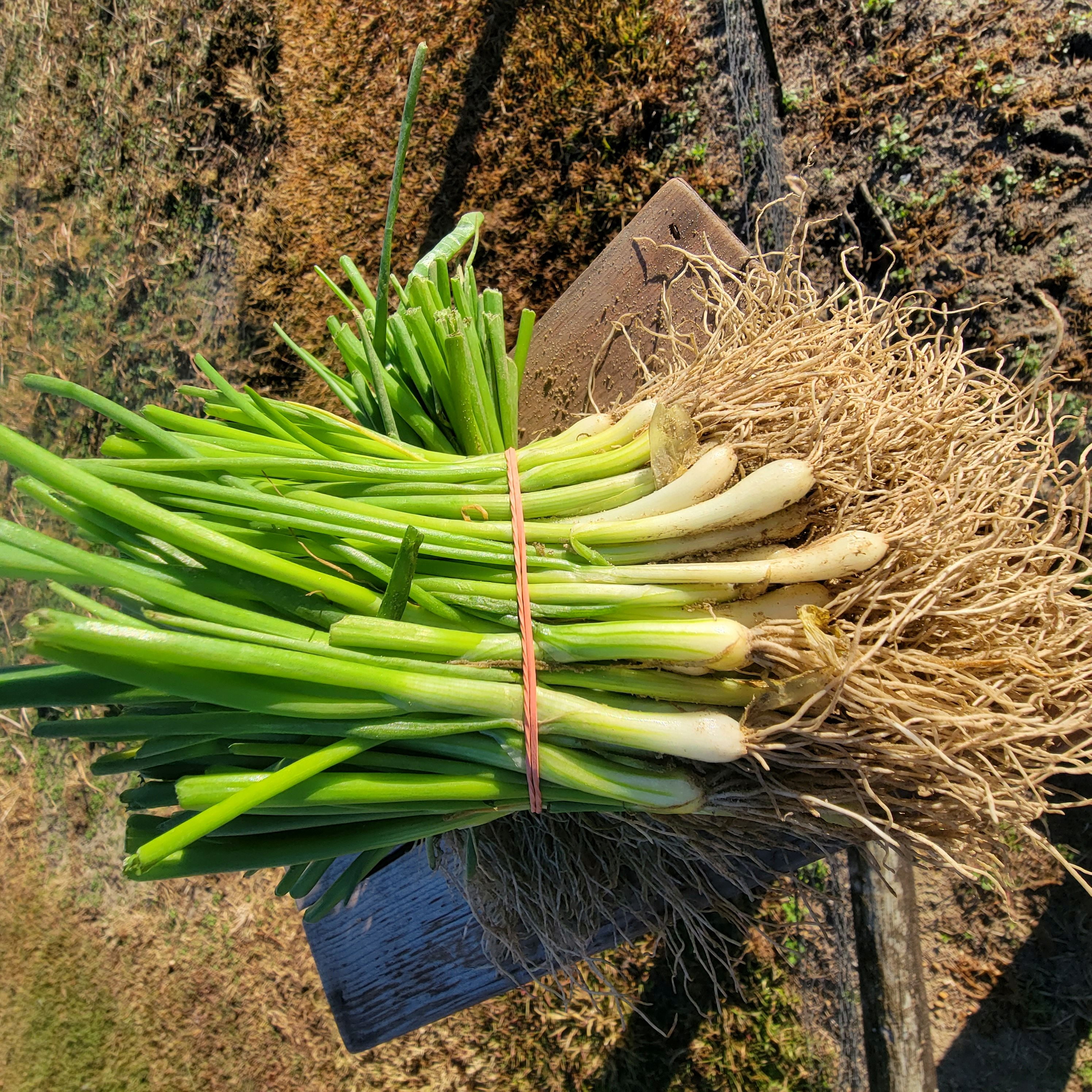 1015Y Texas SuperSweet Onion Plant Bundle | Easy-To-Grow | 50 Onion ...