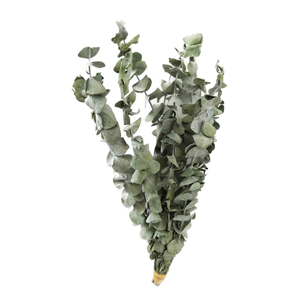10PCS Natural Eucalyptus Leaves Branches, Preserved Floral Bouquet, DIY ...