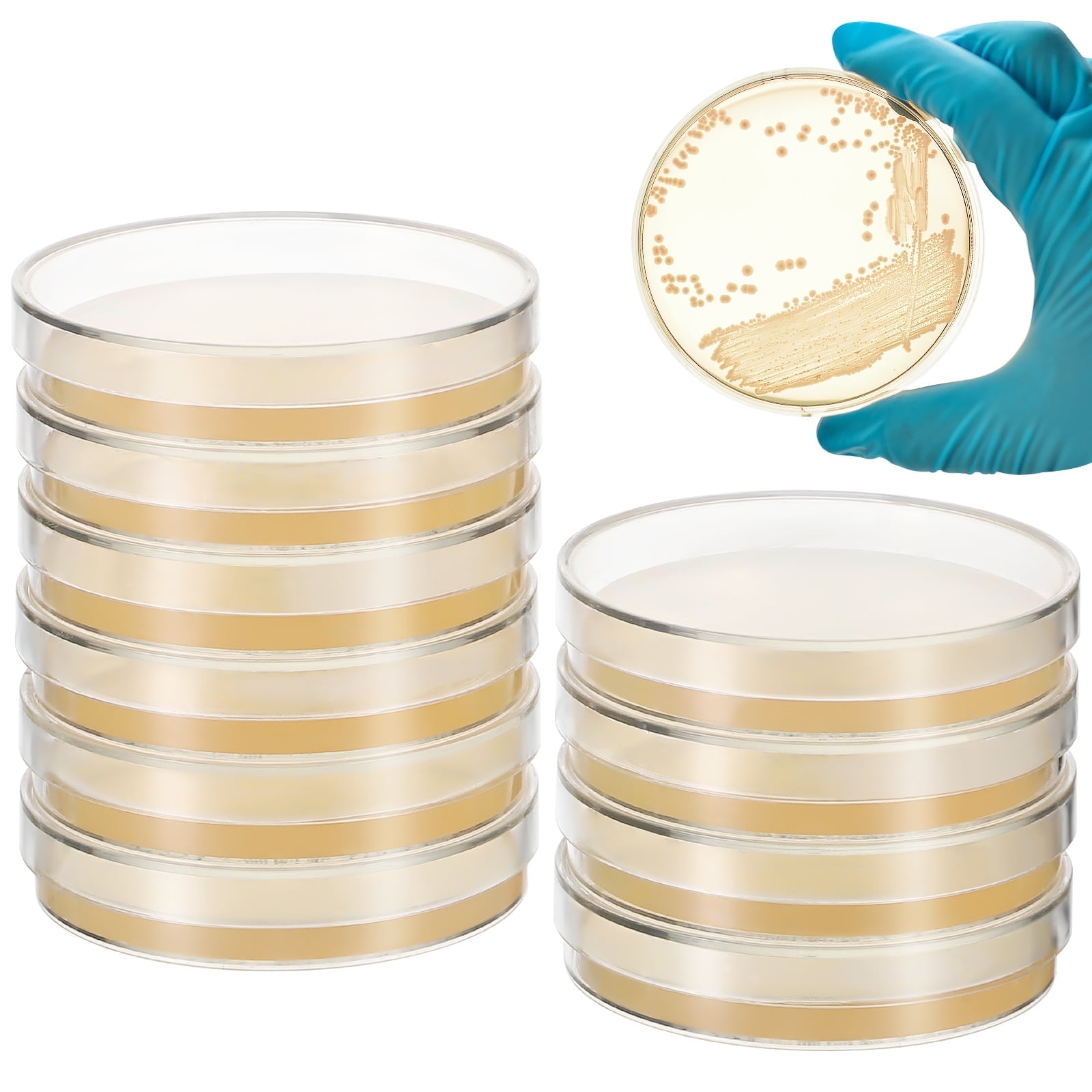 10PCS Petri Dish Nutrient Agar Petri Dishes Science Project Kit, Pre ...