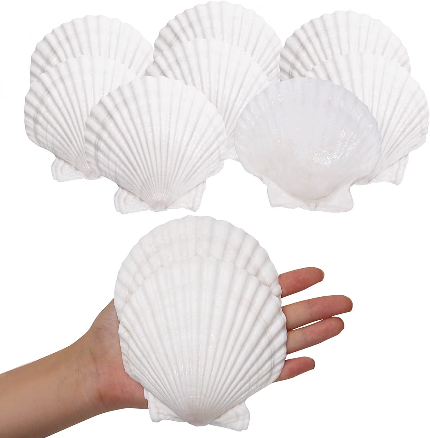 10PCS Sea Shells White Scallop Shells for Crafts Baking Cooking Serving ...