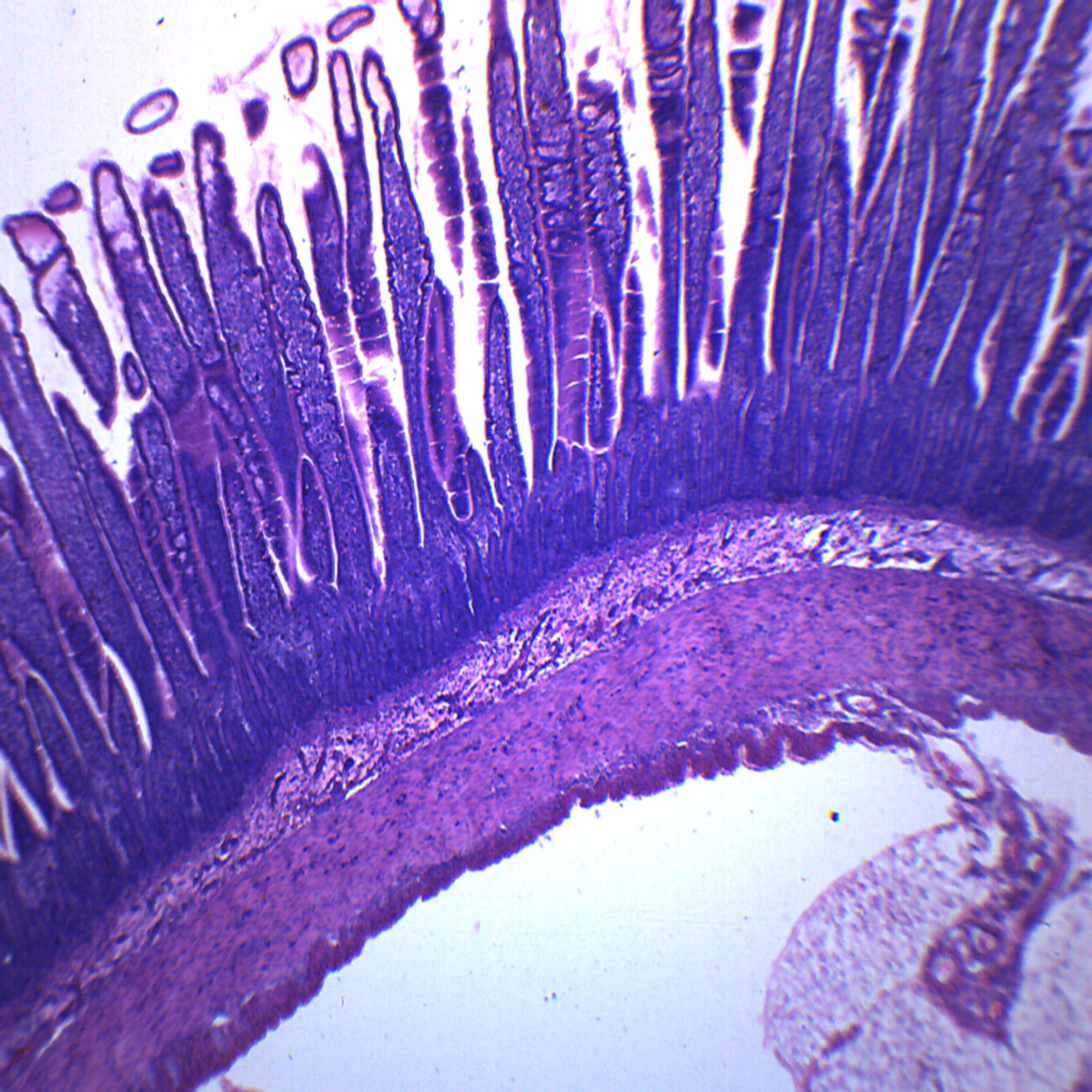 10PK Epithelium Section, Mammal - Prepared Microscope Slides ...