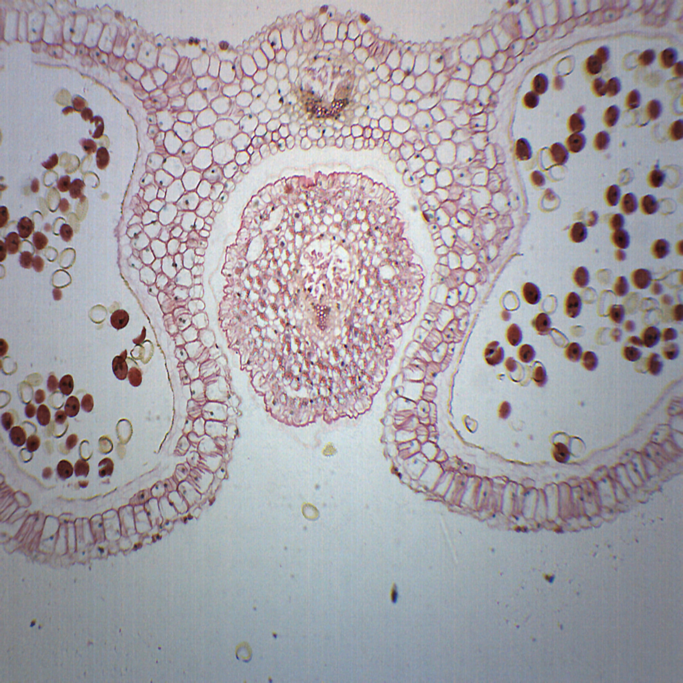 10PK Lilium Anther - Cross Section - Prepared Microscope Slides ...