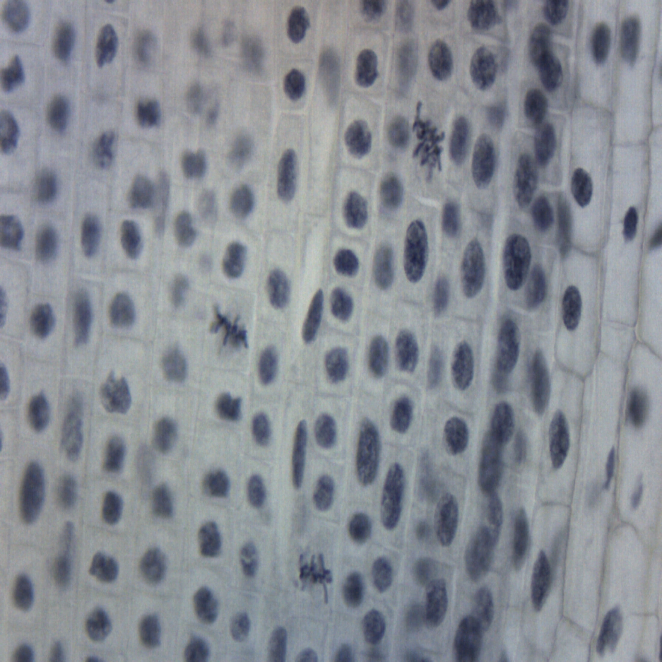 10PK Lilium Mitosis - Prepared Microscope Slides - Classroom Pack, 10 ...