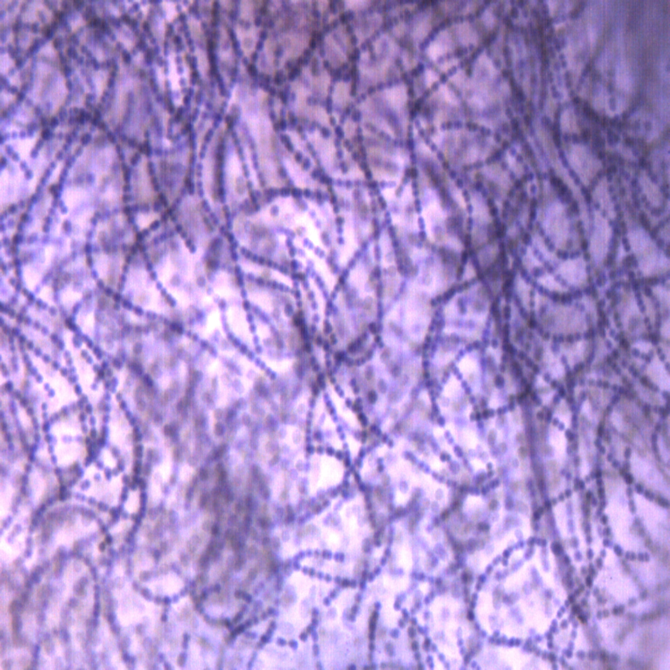 10PK Nostoc Cross Section - FS & FG Stain - Prepared Microscope Slides ...