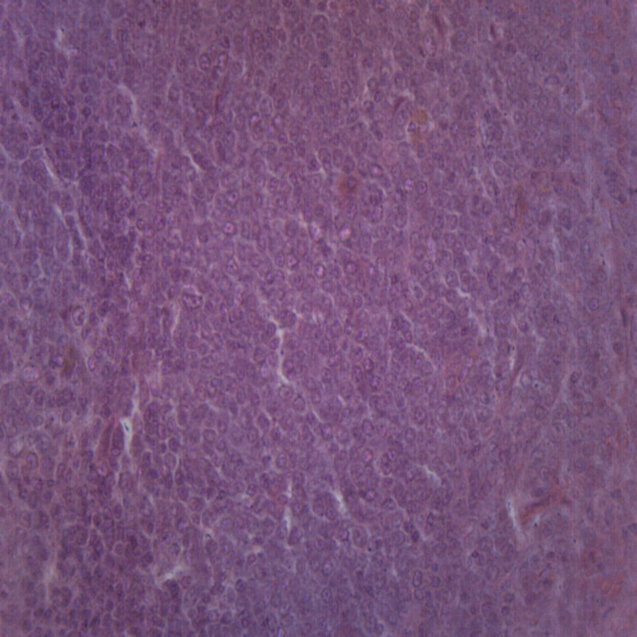 10PK Spleen Section - Prepared Microscope Slides - Classroom Pack, 10 ...