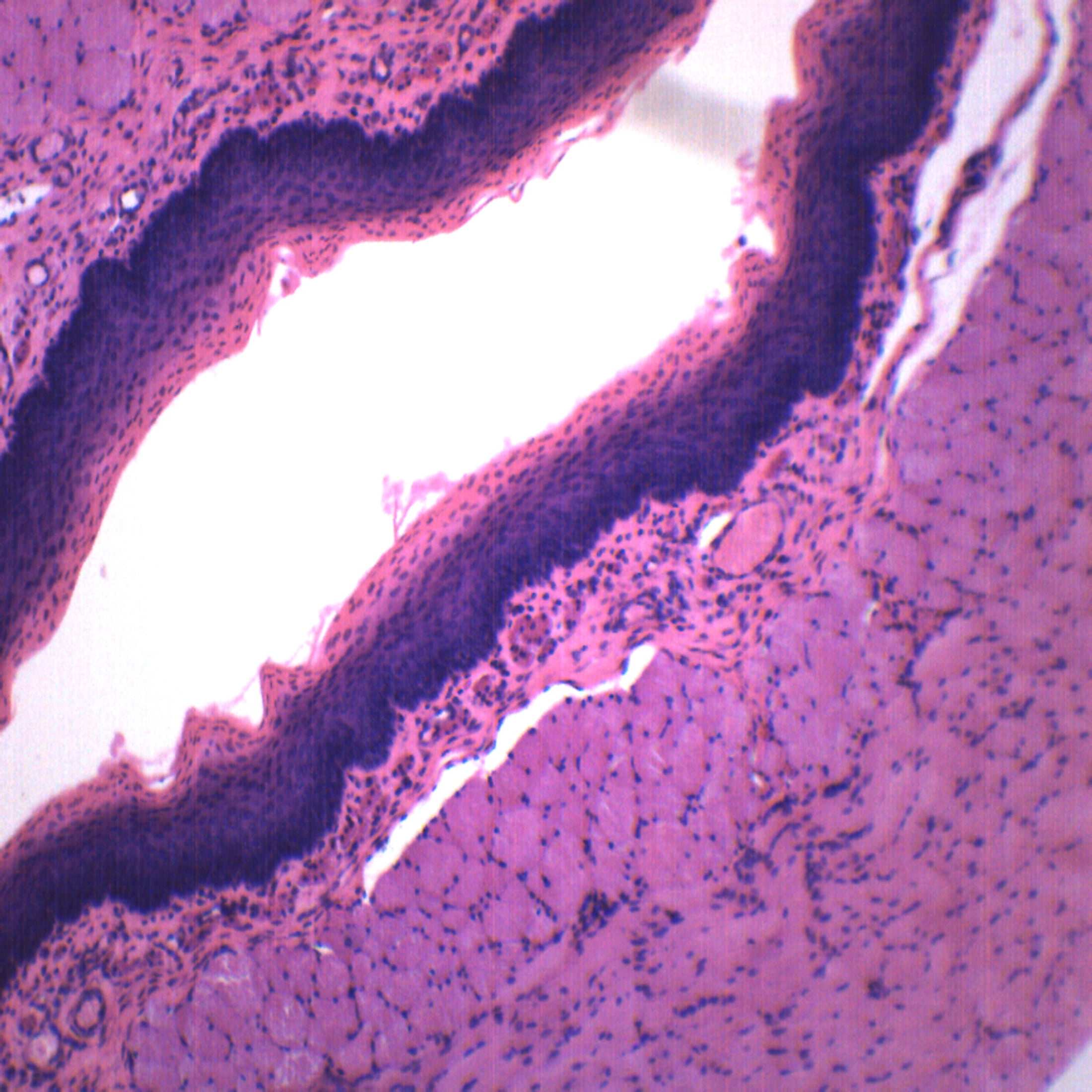 10PK Squamous Epithelium - Prepared Microscope Slides - Classroom Pack ...