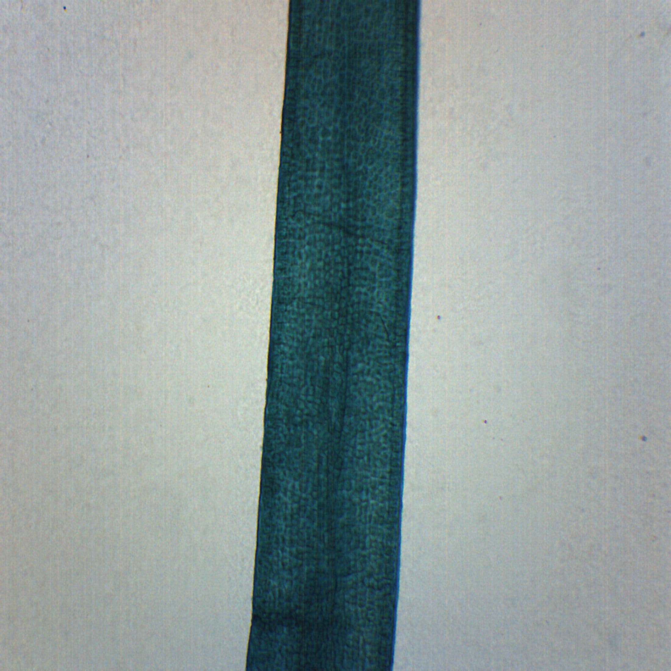 10PK Ulva Thallus (Sea Lettuce), Wholemount - Prepared Microscope ...