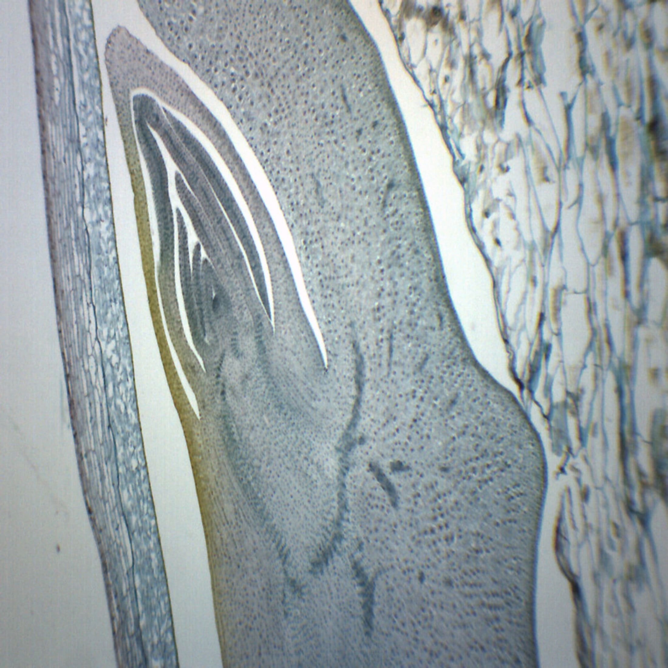 10PK Zea Mays, Corn Grain - Longitudinal Section - Prepared Microscope ...