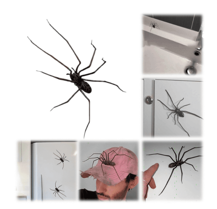 10Pcs 2025 Spider Refrigerator Sticker, Realistic Spider Magnet Toys ...
