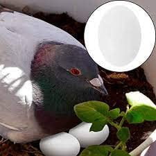 10Pcs White Solid Plastic Solid Pigeon Eggs Dummy Fake Eggs Hatching ...
