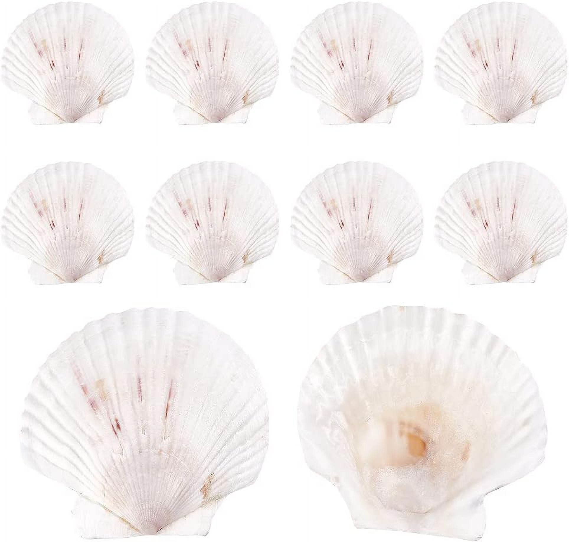 10pcs Large Scallop Shells White Seashells Beads for Beach Party Decor ...
