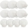 10pcs White Scallops Shell Seashells Large Natural Shell Embellishment ...