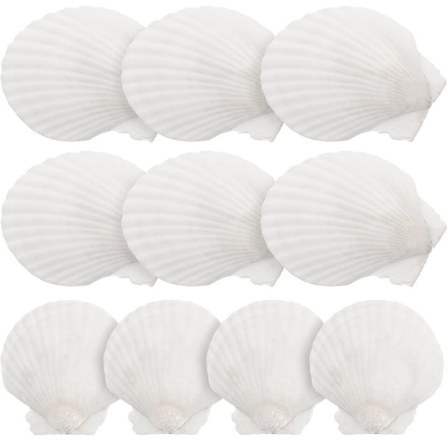 10pcs White Scallops Shell Seashells for Decoration & DIY Arts, Large ...