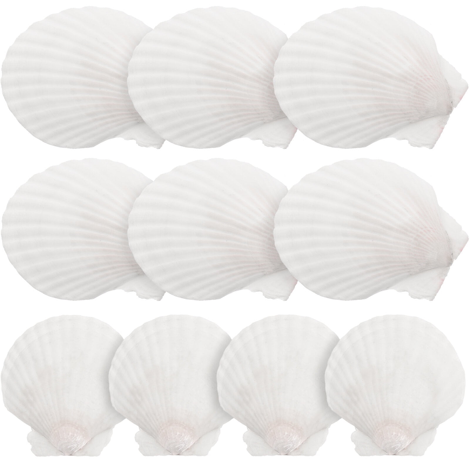 10pcs White Scallops Shell Seashells Large Natural Shell Embellishment ...