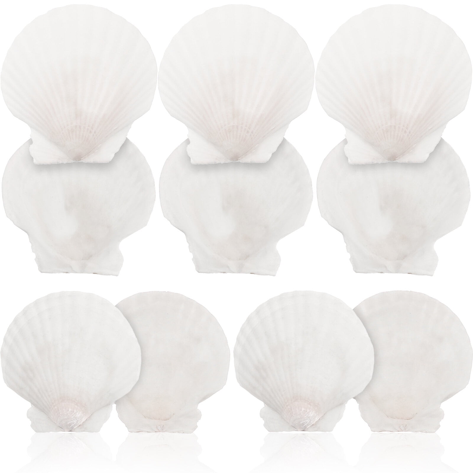 WASHWEPE 10pcs White Scallops Shell Seashells Large Shell Craft ...