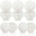 10pcs White Scallops Shell Seashells Large Natural Shell Embellishment ...