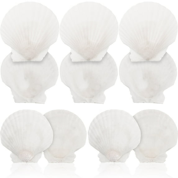 WASHWEPE 10pcs White Scallops Shell Seashells Large Shell Craft ...