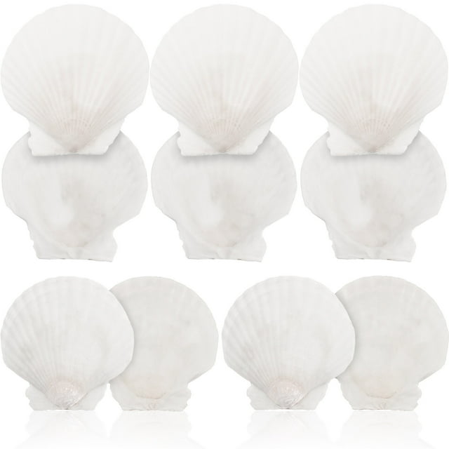 10pcs White Scallops Shell Seashells Large Natural Shell Embellishment ...