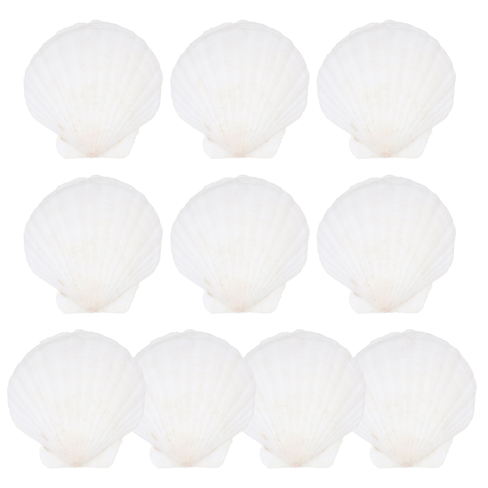 10pcs White Scallops Shell Seashells Large Natural Shell Embellishment ...